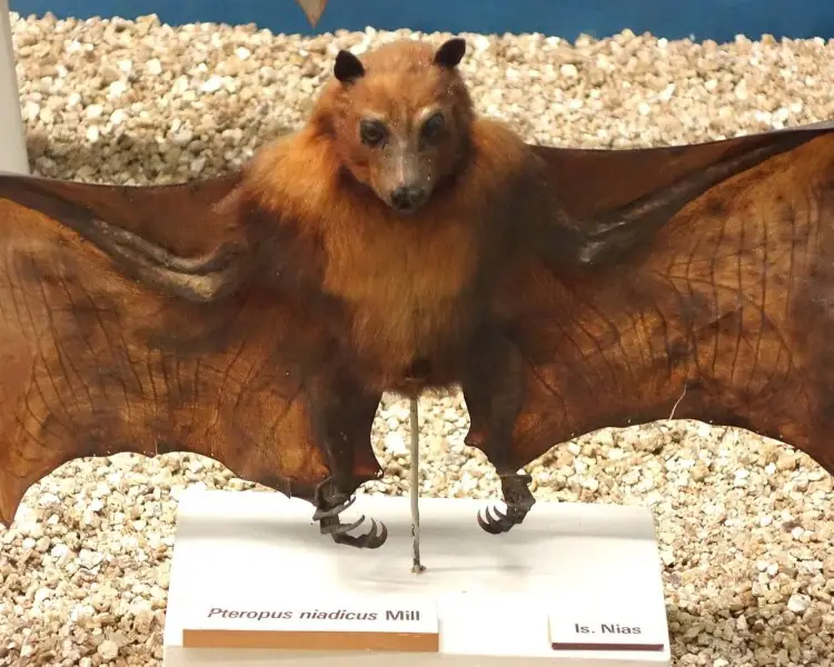 Pteropus melanotus - факти, дієта, ареал і фотографії на Animalia.bio