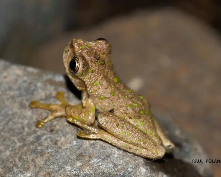 Copan stream frog - Facts, Diet, Habitat & Pictures on Animalia.bio