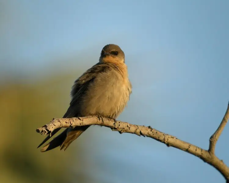 Rock martin - Facts, Diet, Habitat & Pictures on Animalia.bio