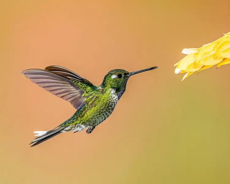 Urosticte benjamini - Facts, Diet, Habitat & Pictures on Animalia.bio