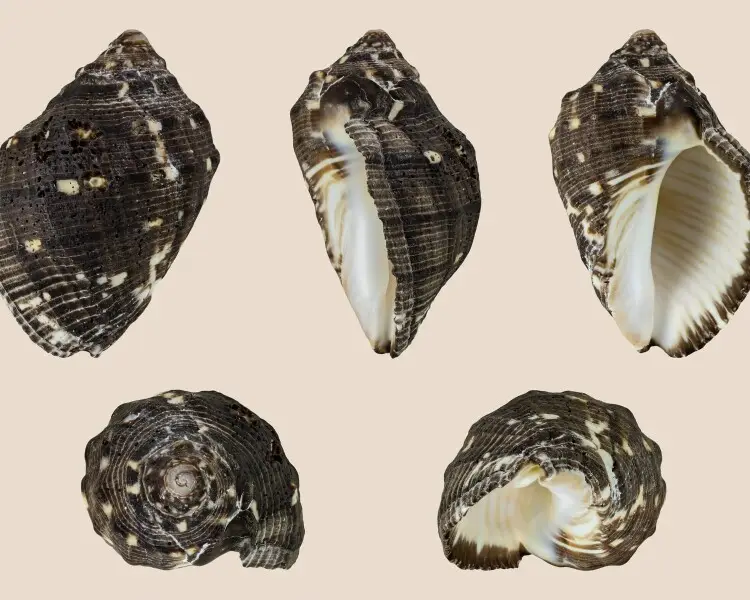 Purpura panama - Facts, Diet, Habitat & Pictures on Animalia.bio