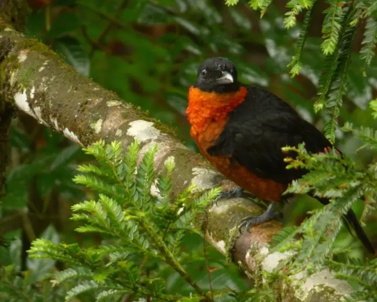 Red-ruffed fruitcrow - Facts, Diet, Habitat & Pictures on Animalia.bio