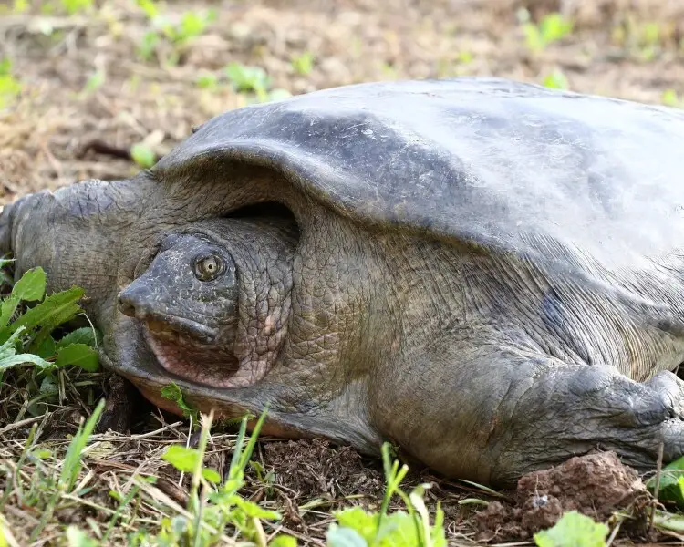Euphrates Softshell Turtle Facts Diet Habitat And Pictures On