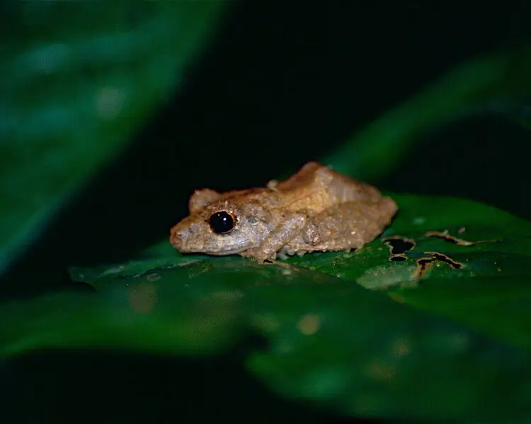 Pristimantis inguinalis - Fatti, dieta, habitat e immagini su Animalia.bio