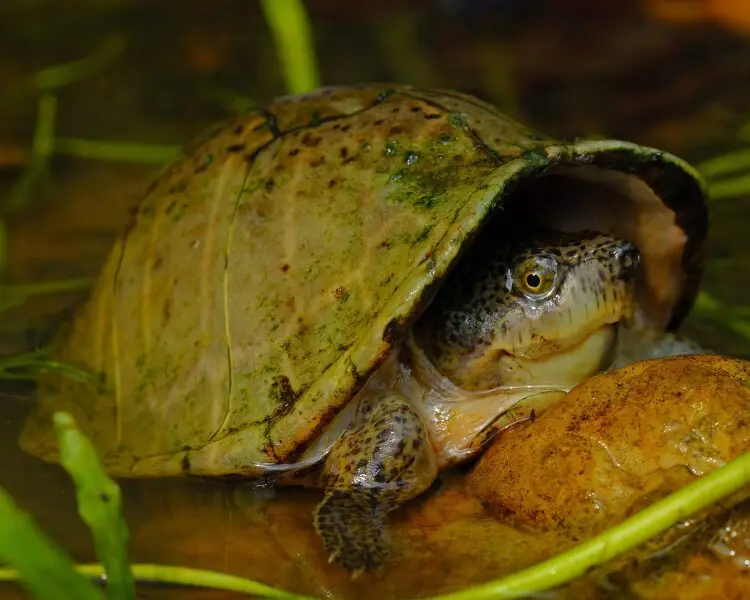 Razor-backed musk turtle - Facts, Diet, Habitat & Pictures on Animalia.bio