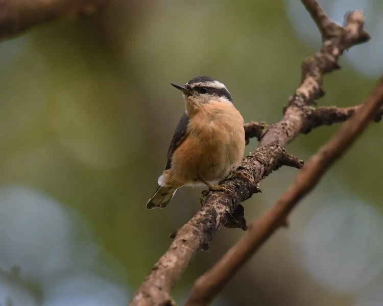 Sitta canadensis - Fatti, dieta, habitat e immagini su Animalia.bio