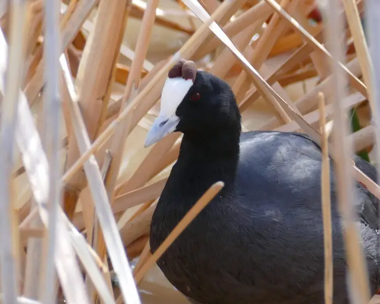 Red-knobbed coot - Facts, Diet, Habitat & Pictures on Animalia.bio