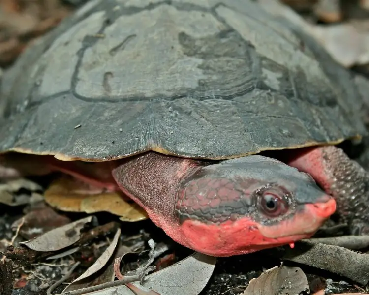 Red side-necked turtle - Facts, Diet, Habitat & Pictures on Animalia.bio