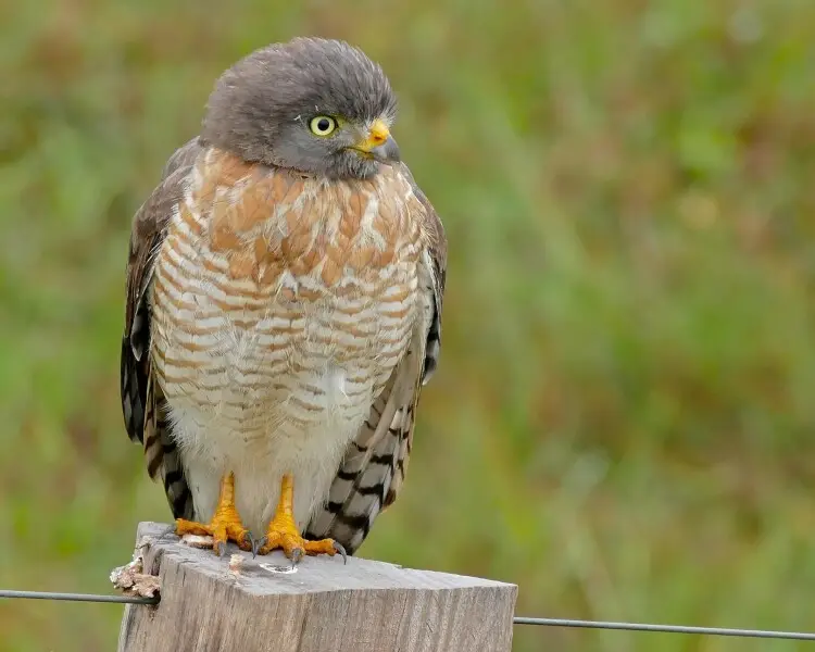 Roadside hawk - Facts, Diet, Habitat & Pictures on Animalia.bio