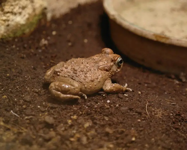 Karoo toad - Facts, Diet, Habitat & Pictures on Animalia.bio