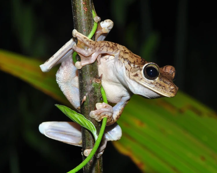 Boana rosenbergi - факти, дієта, ареал і фотографії на Animalia.bio
