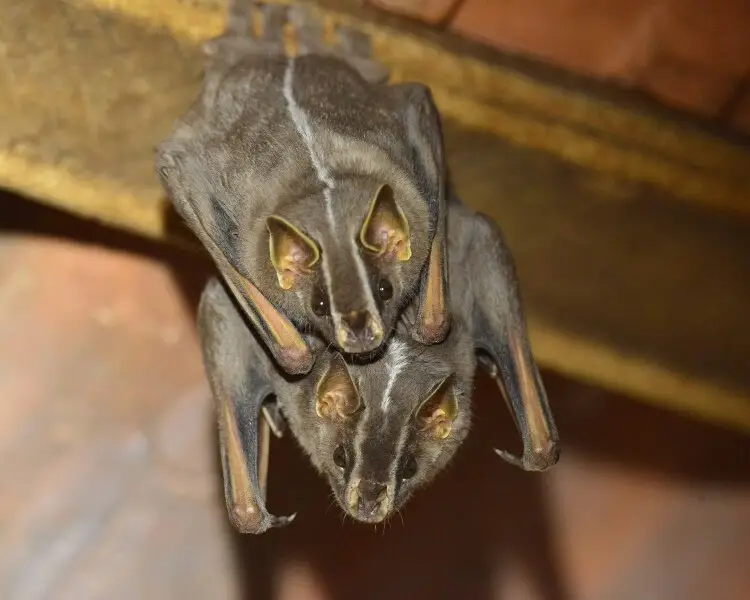 White-lined broad-nosed bat - Facts, Diet, Habitat & Pictures on ...