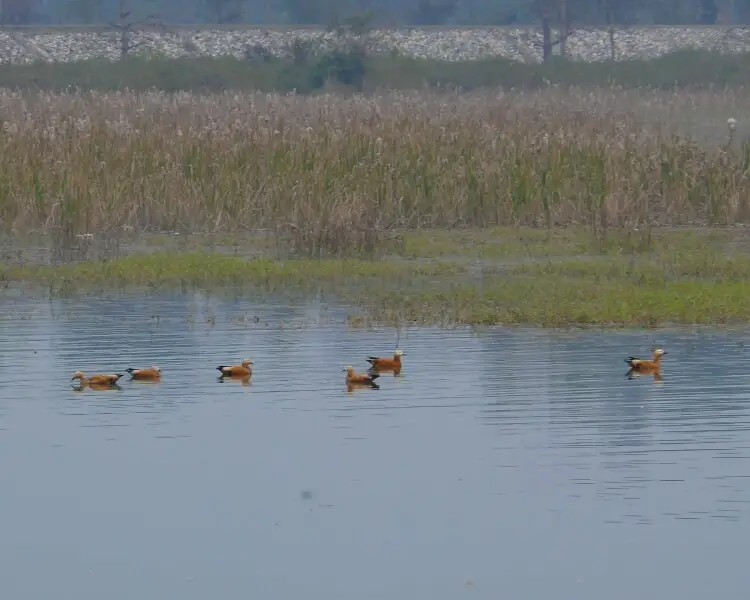 Ruddy shelduck - Facts, Diet, Habitat & Pictures on Animalia.bio