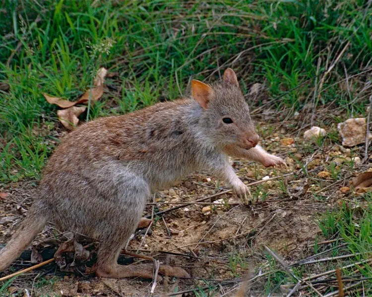 Rufous rat-kangaroo - Facts, Diet, Habitat & Pictures on Animalia.bio