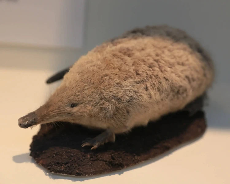 Russian desman - Facts, Diet, Habitat & Pictures on Animalia.bio