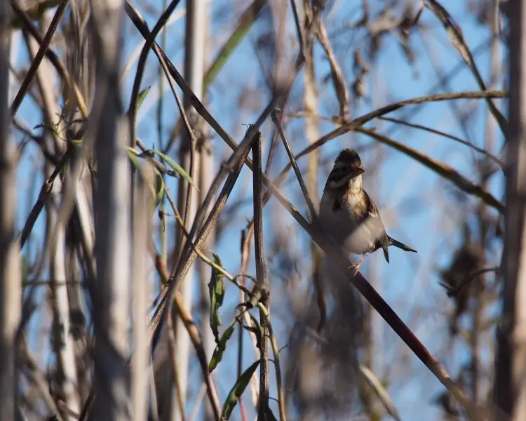 Rustic bunting - Facts, Diet, Habitat & Pictures on Animalia.bio