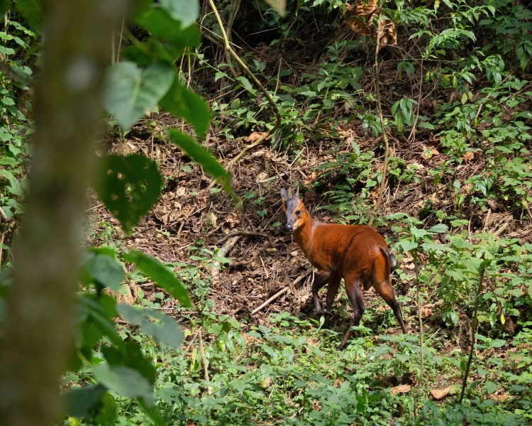 Cephalophus nigrifrons rubidus - факти, дієта, ареал і фотографії на ...