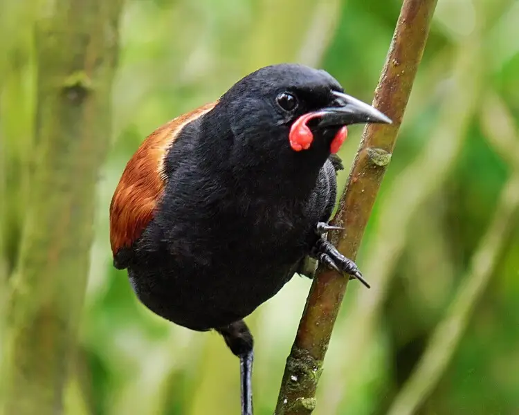 South Island saddleback - Facts, Diet, Habitat & Pictures on Animalia.bio