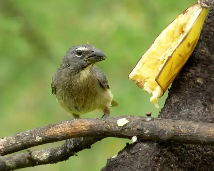Greyish saltator - Facts, Diet, Habitat & Pictures on Animalia.bio