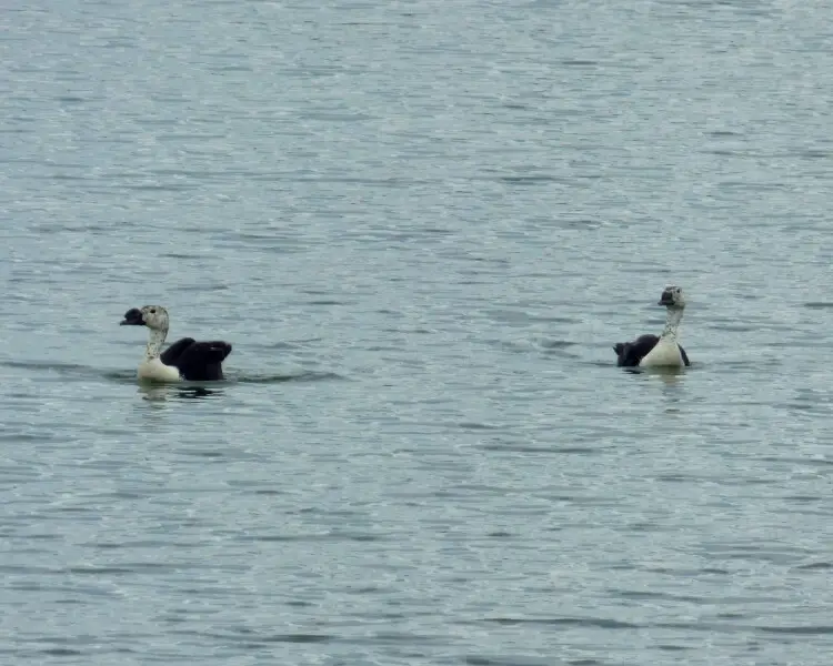Comb duck - Facts, Diet, Habitat & Pictures on Animalia.bio