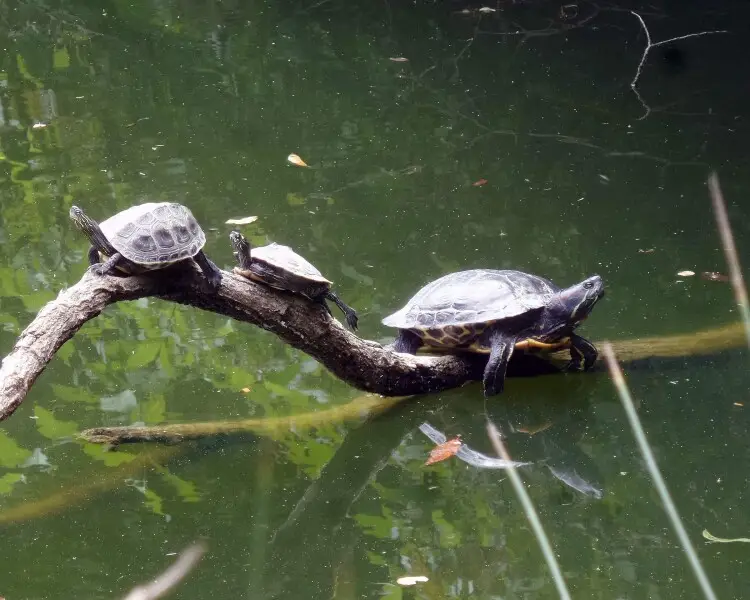 Chinese stripe-necked turtle - Facts, Diet, Habitat & Pictures on ...