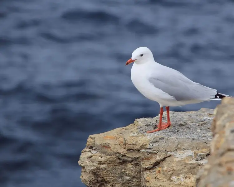 Silver gull - Facts, Diet, Habitat & Pictures on Animalia.bio