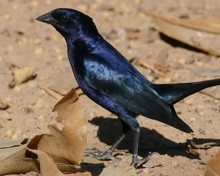 Shiny cowbird - Facts, Diet, Habitat & Pictures on Animalia.bio