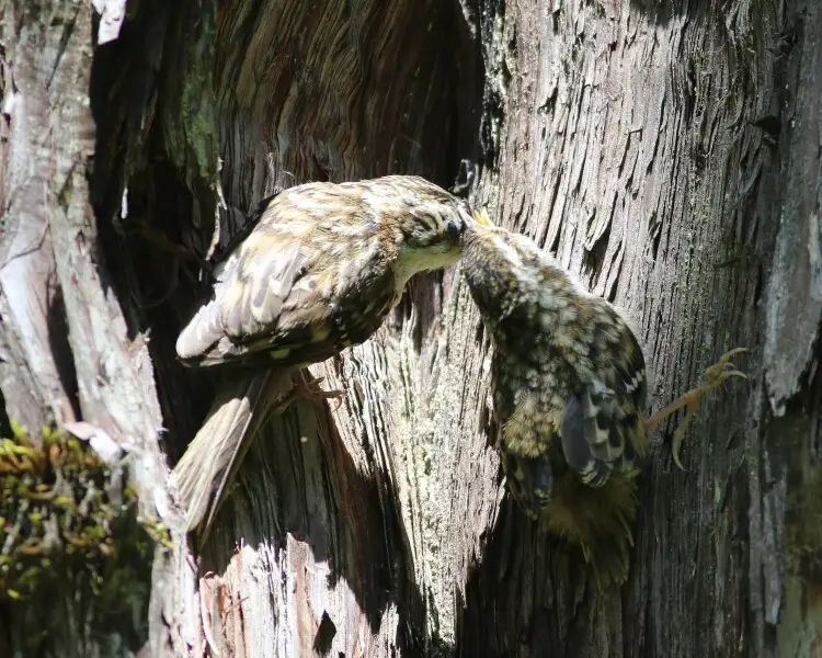 Sichuan treecreeper - Facts, Diet, Habitat & Pictures on Animalia.bio