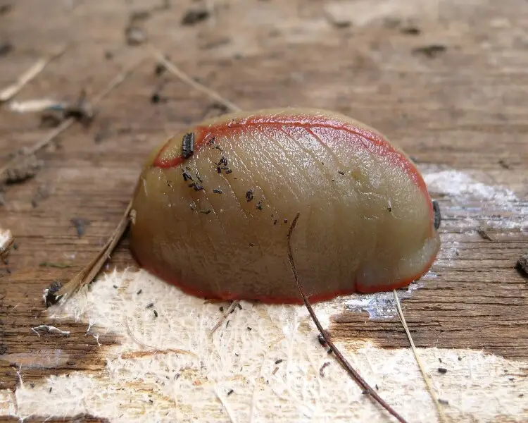 Triboniophorus graeffei - факти, дієта, ареал і фотографії на Animalia.bio