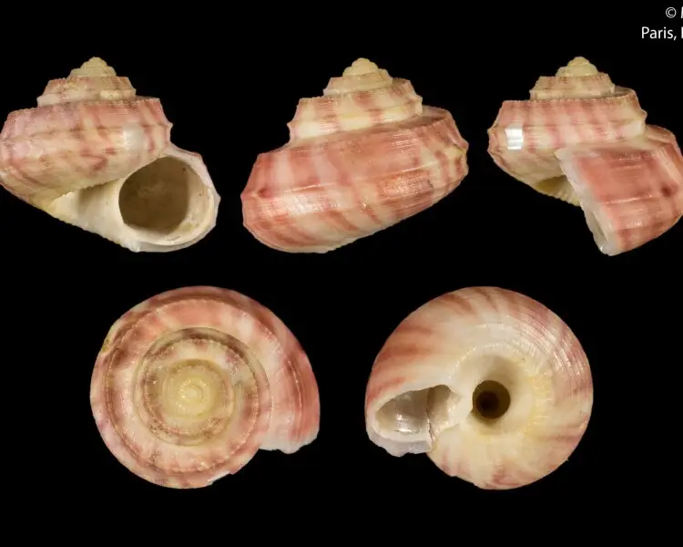 Solariella cincta - факти, дієта, ареал і фотографії на Animalia.bio