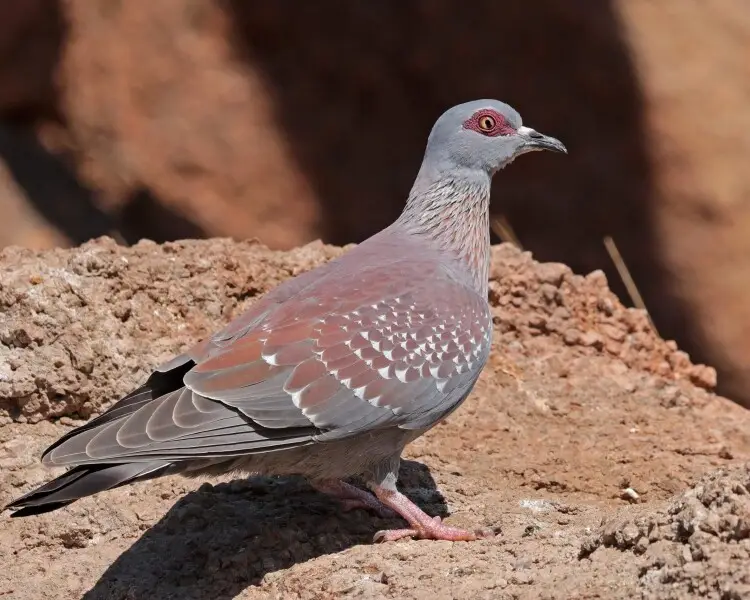 Speckled pigeon - Facts, Diet, Habitat & Pictures on Animalia.bio