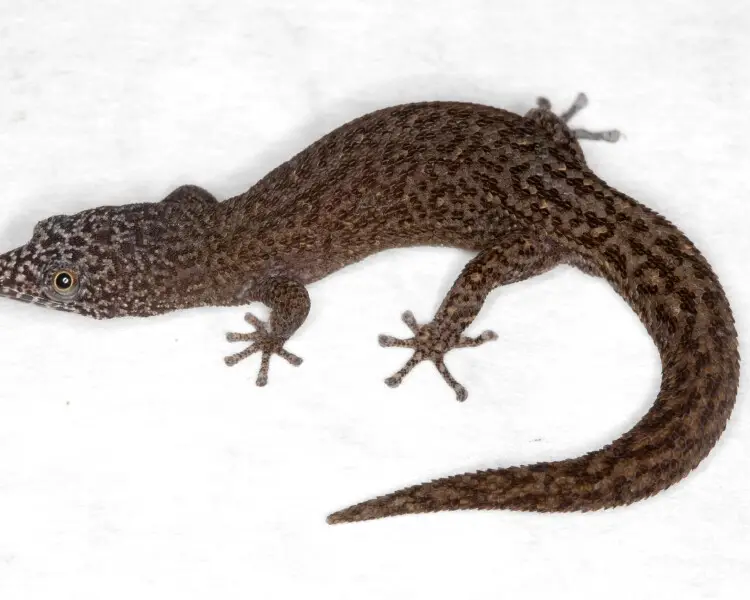 Sphaerodactylus randi - факти, дієта, ареал і фотографії на Animalia.bio