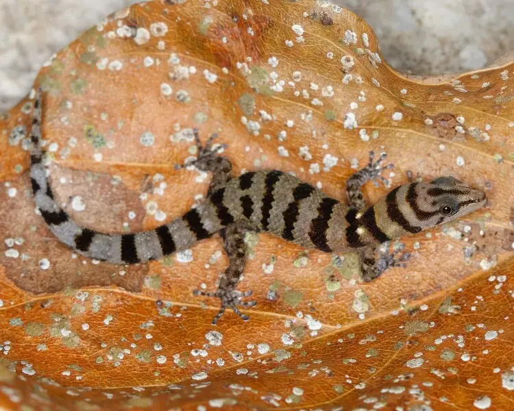 Samana least gecko - Facts, Diet, Habitat & Pictures on Animalia.bio