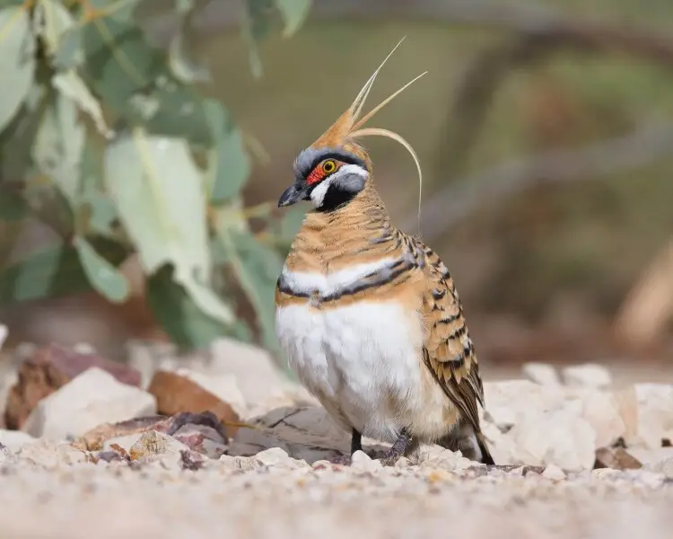 Geophaps plumifera - факти, дієта, ареал і фотографії на Animalia.bio