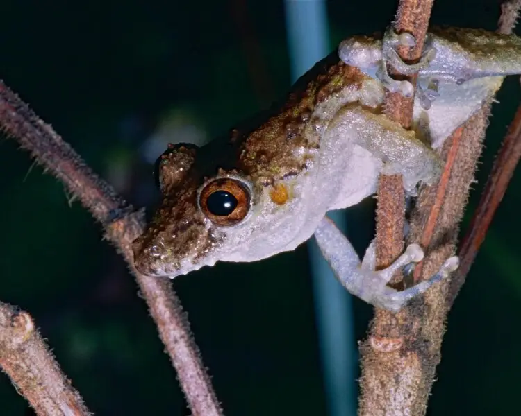 Scinax nebulosus - факти, дієта, ареал і фотографії на Animalia.bio