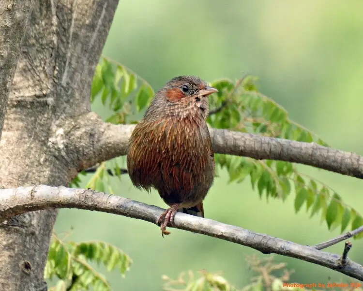 streaked-laughingthrush-facts-diet-habitat-pictures-on-animalia-bio