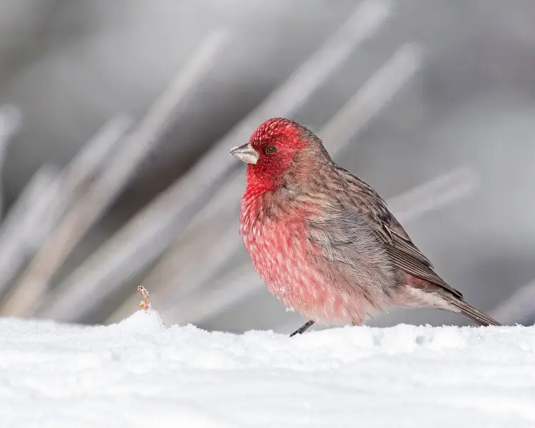 Streaked rosefinch - Facts, Diet, Habitat & Pictures on Animalia.bio