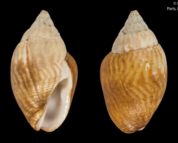 Strigatella litterata - Facts, Diet, Habitat & Pictures on Animalia.bio