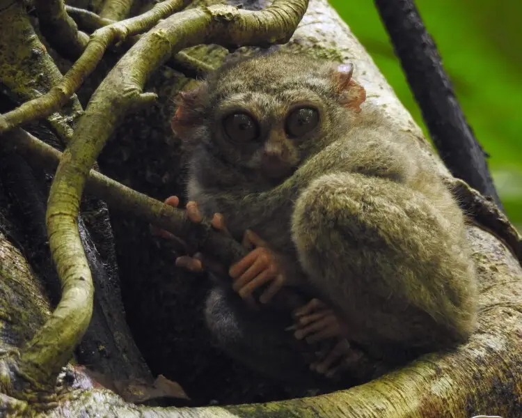 Gursky's spectral tarsier - Facts, Diet, Habitat & Pictures on Animalia.bio