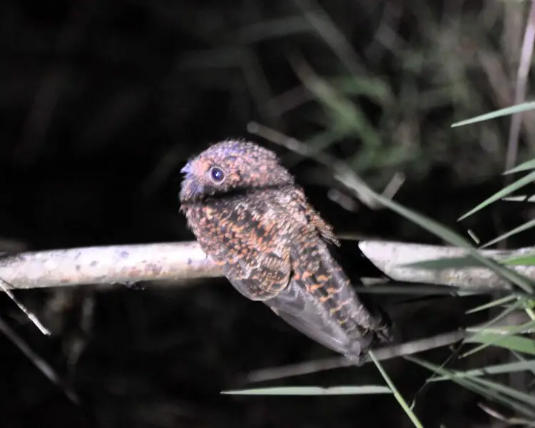 Uropsalis segmentata - Fatti, dieta, habitat e immagini su Animalia.bio