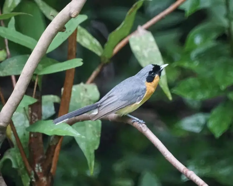 Spectacled monarch - Facts, Diet, Habitat & Pictures on Animalia.bio