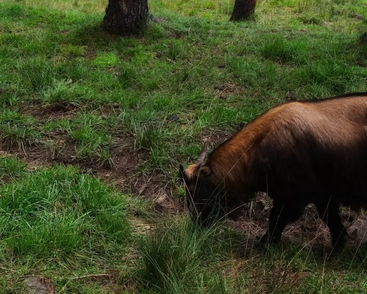 Bhutan takin - Facts, Diet, Habitat & Pictures on Animalia.bio
