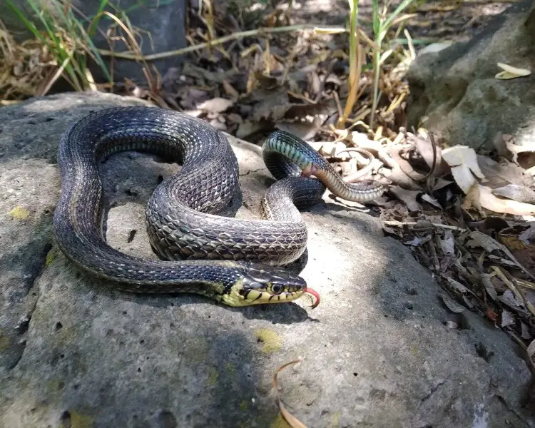 Thamnophis eques - Facts, Diet, Habitat & Pictures on Animalia.bio