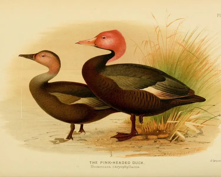 Pink-headed duck - Facts, Diet, Habitat & Pictures on Animalia.bio