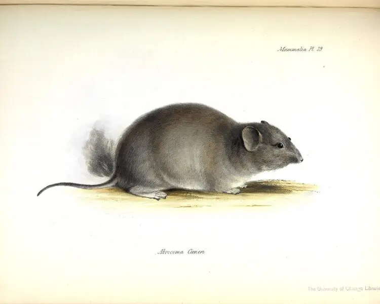 Аброкома Бенета - факти, дієта, ареал і фотографії на Animalia.bio