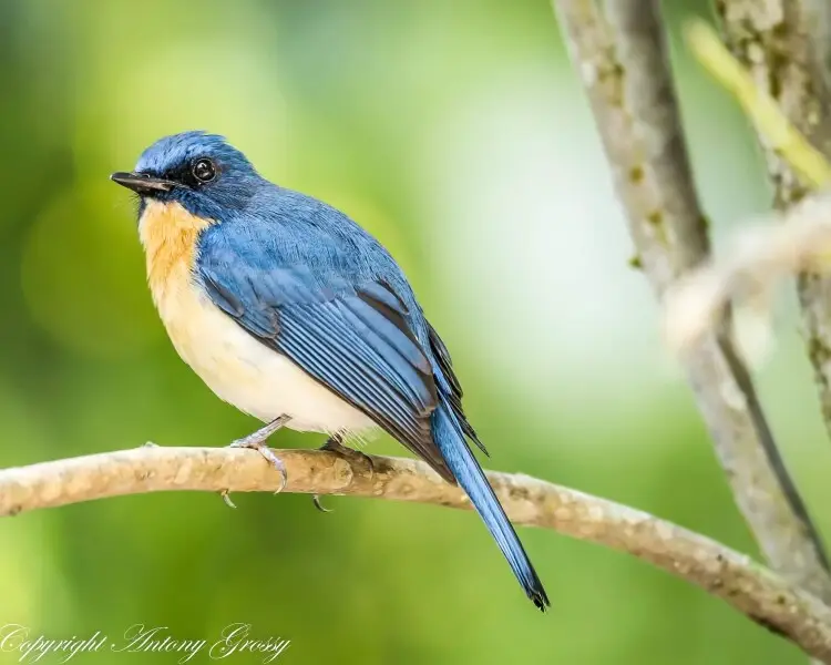 Tickell's blue flycatcher - Facts, Diet, Habitat & Pictures on Animalia.bio