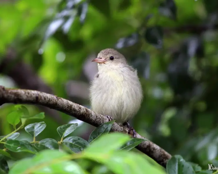 Pale-billed flowerpecker - Facts, Diet, Habitat & Pictures on Animalia.bio