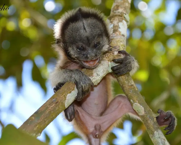 White-footed tamarin - Facts, Diet, Habitat & Pictures on Animalia.bio