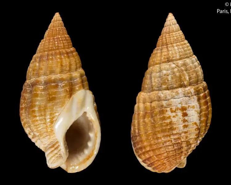 Tritia reticulata - Facts, Diet, Habitat & Pictures on Animalia.bio