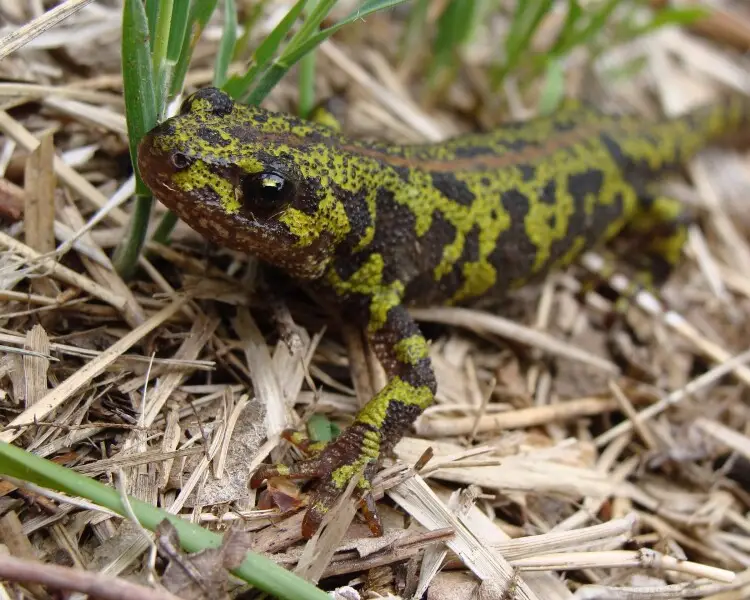 Marbled newt - Facts, Diet, Habitat & Pictures on Animalia.bio